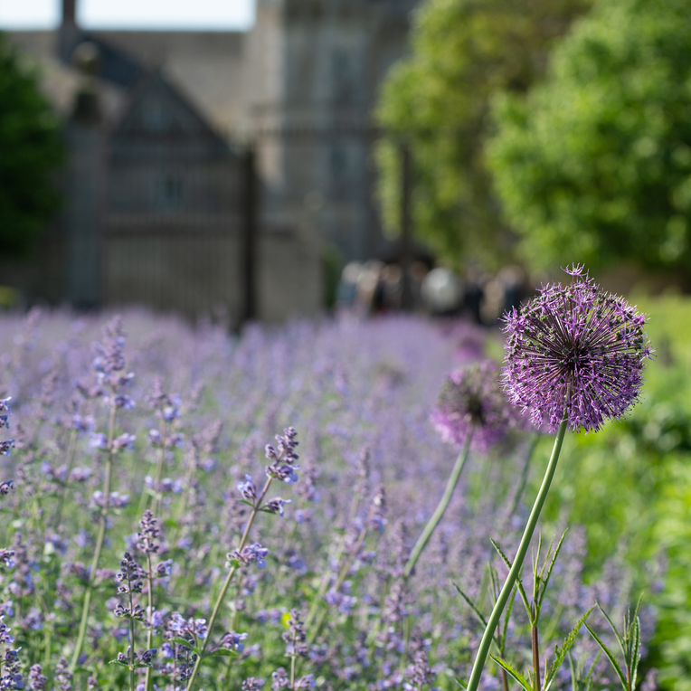 Le jardin de Talcy obtient le label jardin remarquable